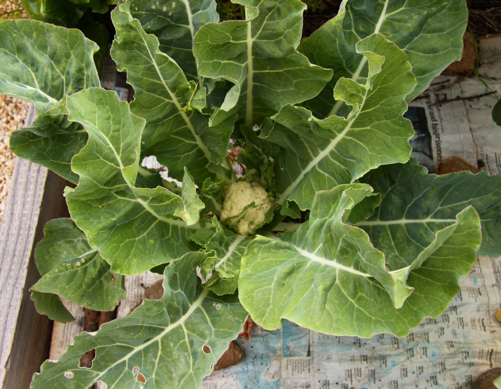 Physiological Disorders of Cauliflower