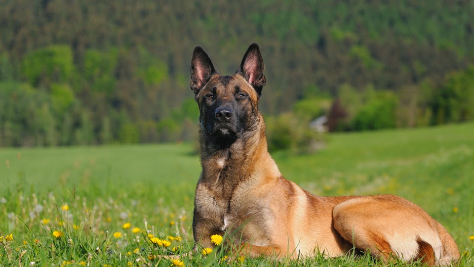 dog side stories: Malinois - Belgian Shepherd ( Μαλινουά - Βέλγικος ...