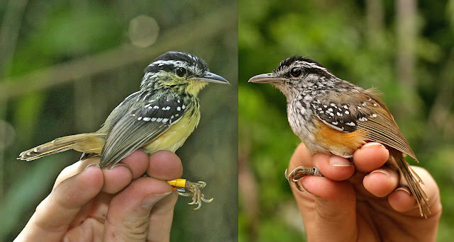 Wild life: Antbird images | wild birds