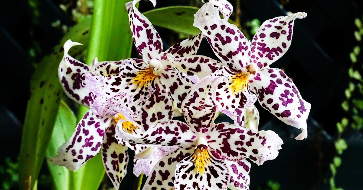 Walking Arizona: Orchids