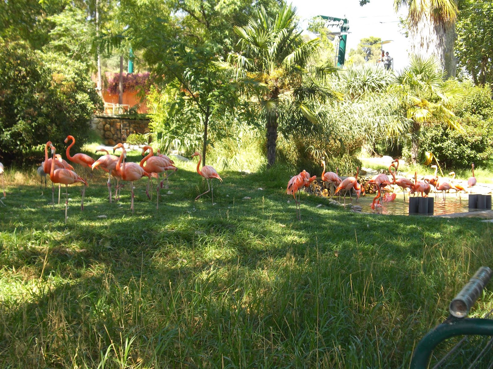 Chá de Limonete: Visita a Lisboa