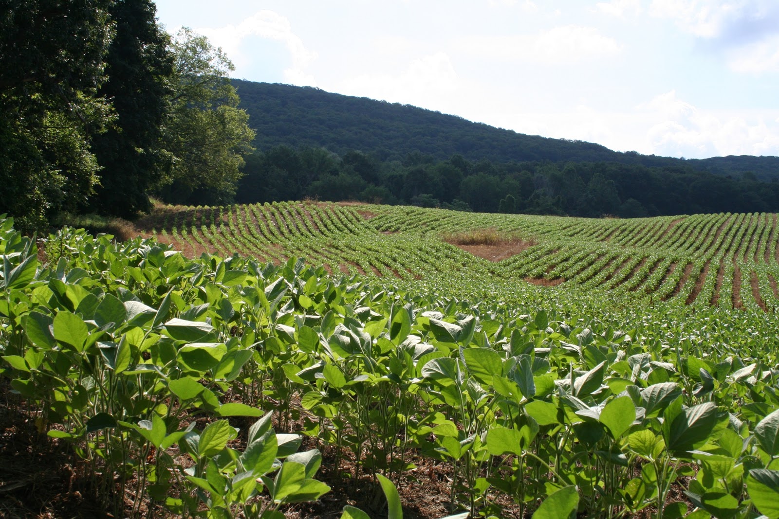 Big Mind Learning: SPOTLIGHT ON ONE OF OUR ENVIRONMENTAL HEROES ...