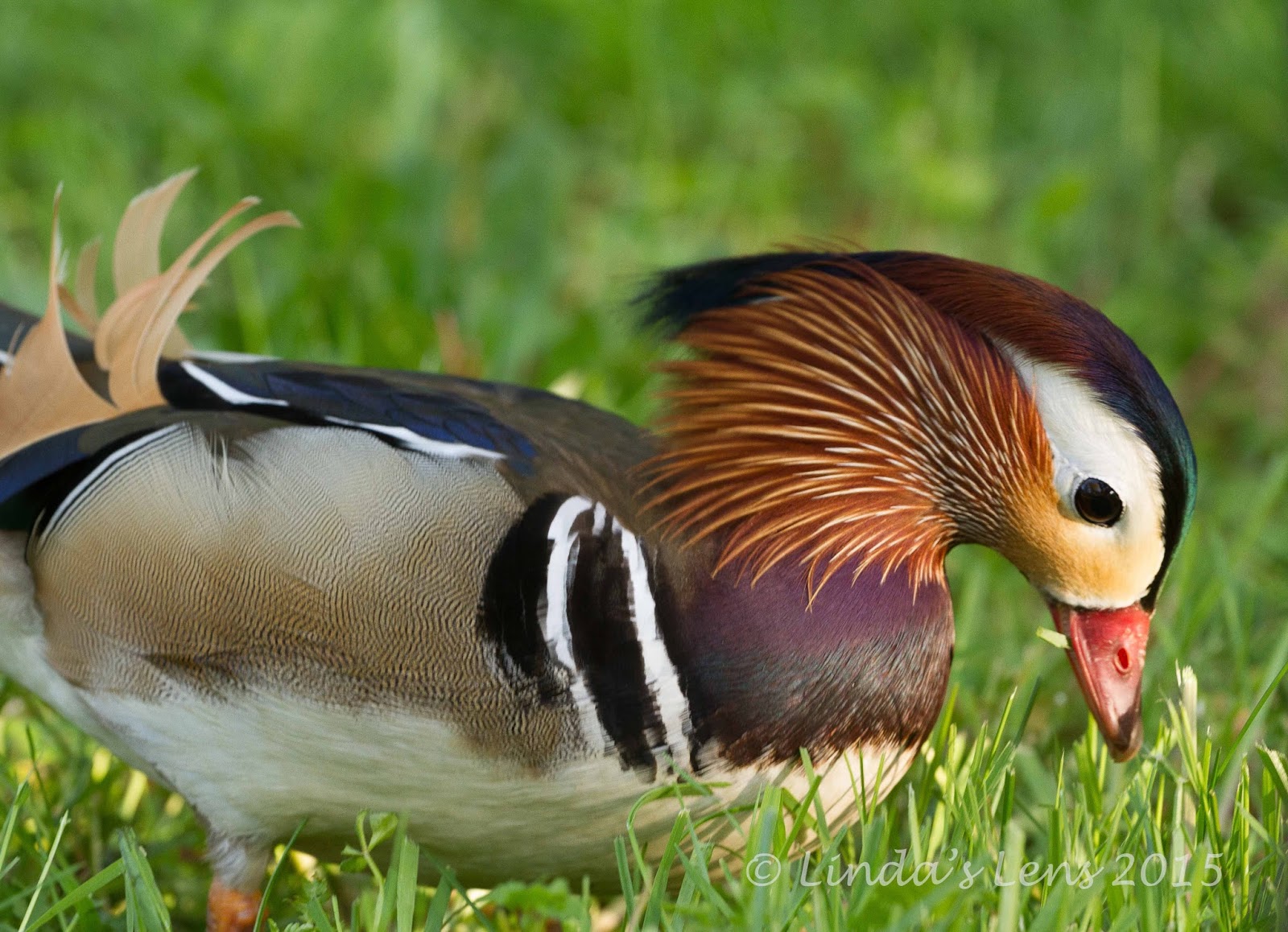 Linda's Lens: Pretty Duck