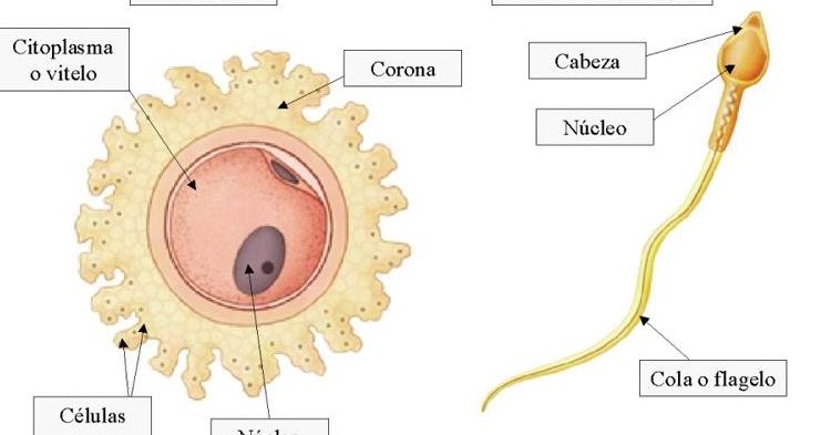 blog de la vida saludable: El ovulo y su importancia