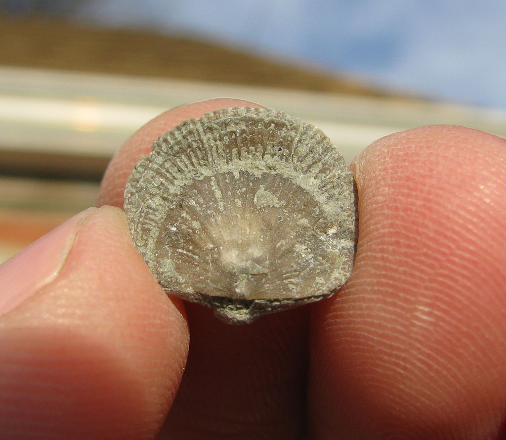 Views of the Mahantango: Dalmanella brachiopod from the Verulam Fm.