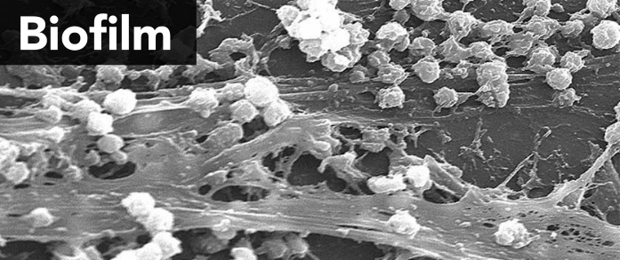 BIOSEGURIDAD Y BIOCUSTODIA: The effect of disinfectant formulation and ...