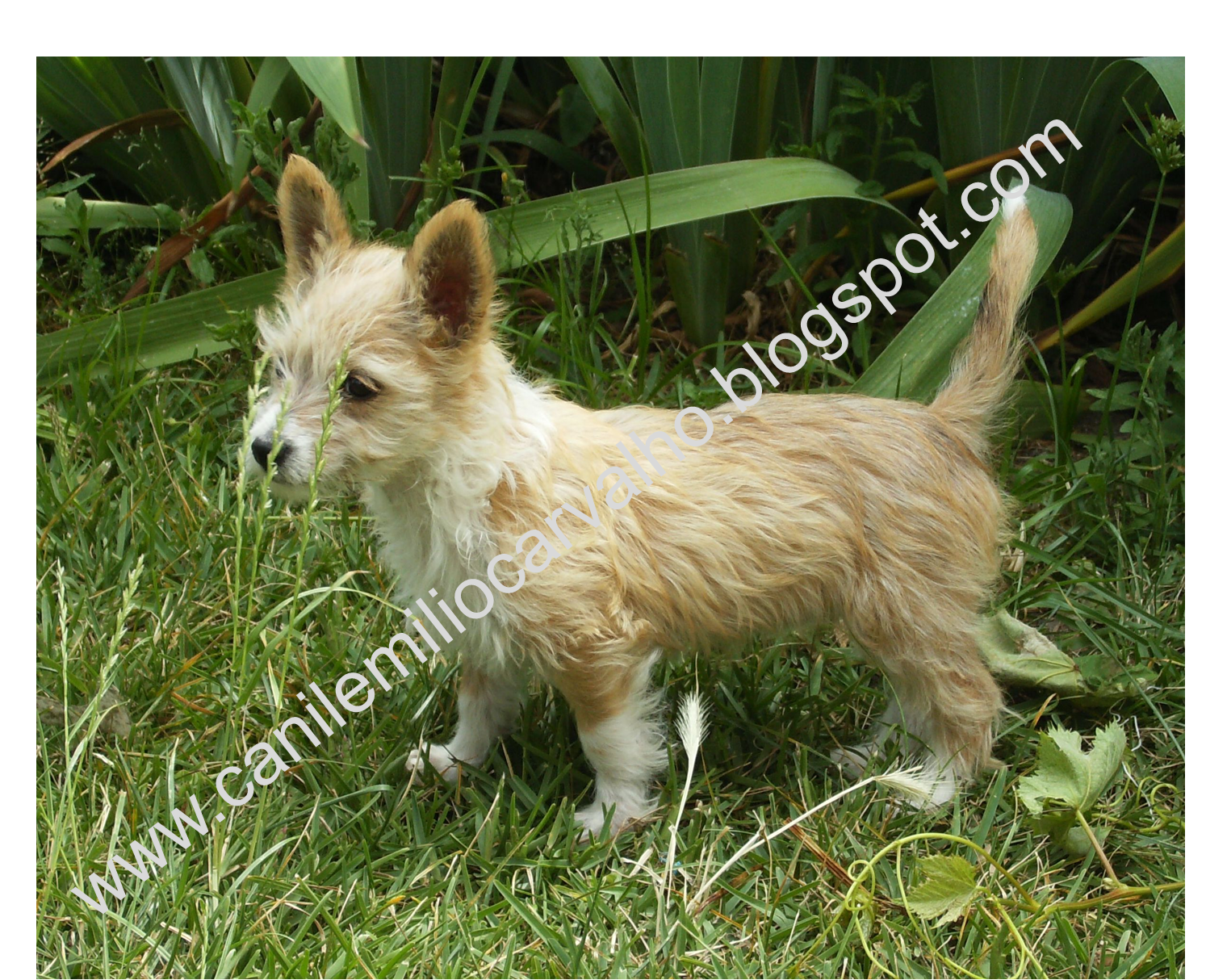 CANIL EMÍLIO CARVALHO: ESTALÃO DO PODENGO PORTUGUÊS