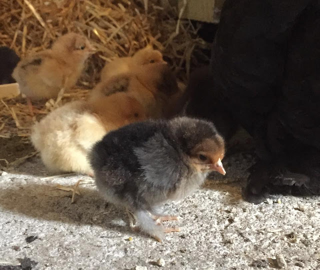 Halager: Vi har fået flere små kyllinger.. i den mærkeligste blandingsrace!