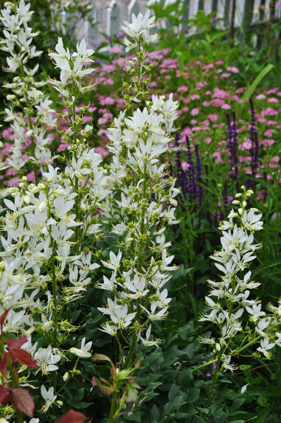 Three Dogs in a Garden: The Year in Bloom 2013: January to June