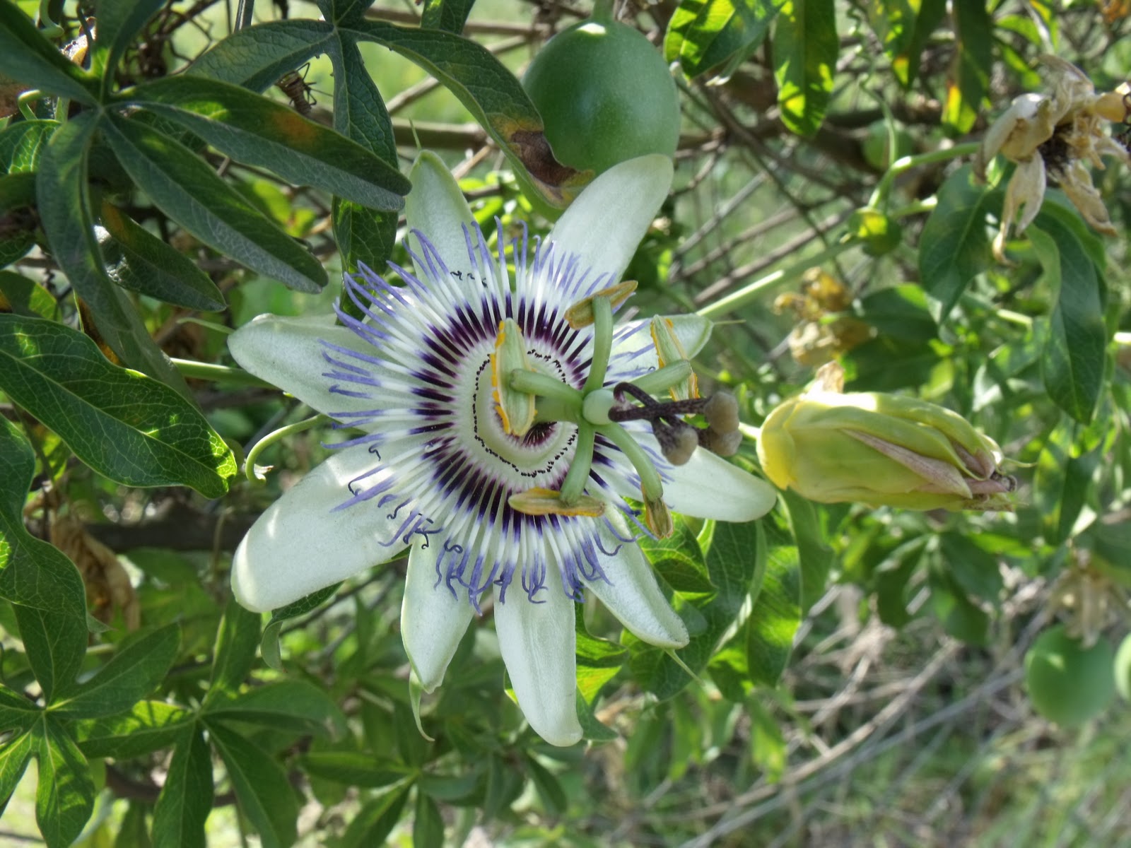 NATURALEZA Y CULTURA: Mburucuyá