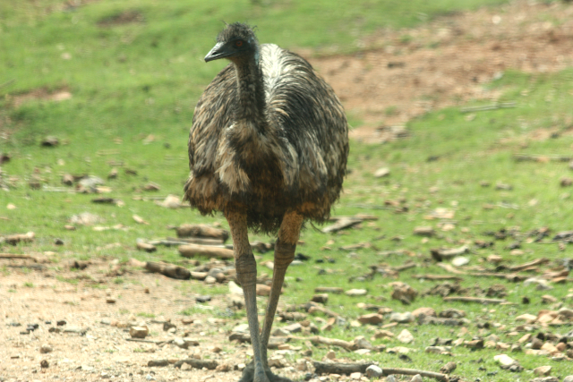 Sheila's World of Wildlife: A Trip to Arbuckle Wilderness – A Fun and ...