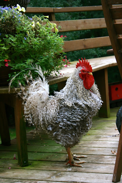 Tattered Tiques: A Spring Chicken