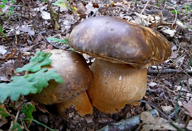 r o b i n 's y a r d: Boletus (I)