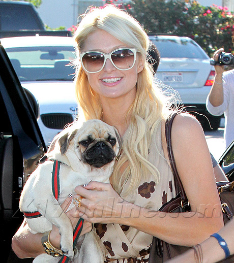 Sunny Inspiration: Celebrities and their Pugs