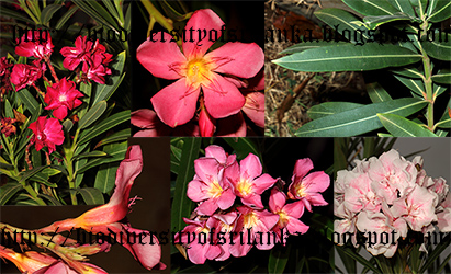 Biodiversity of Sri Lanka: කනේරු[Kaneru]/Oleander (Nerium oleander)