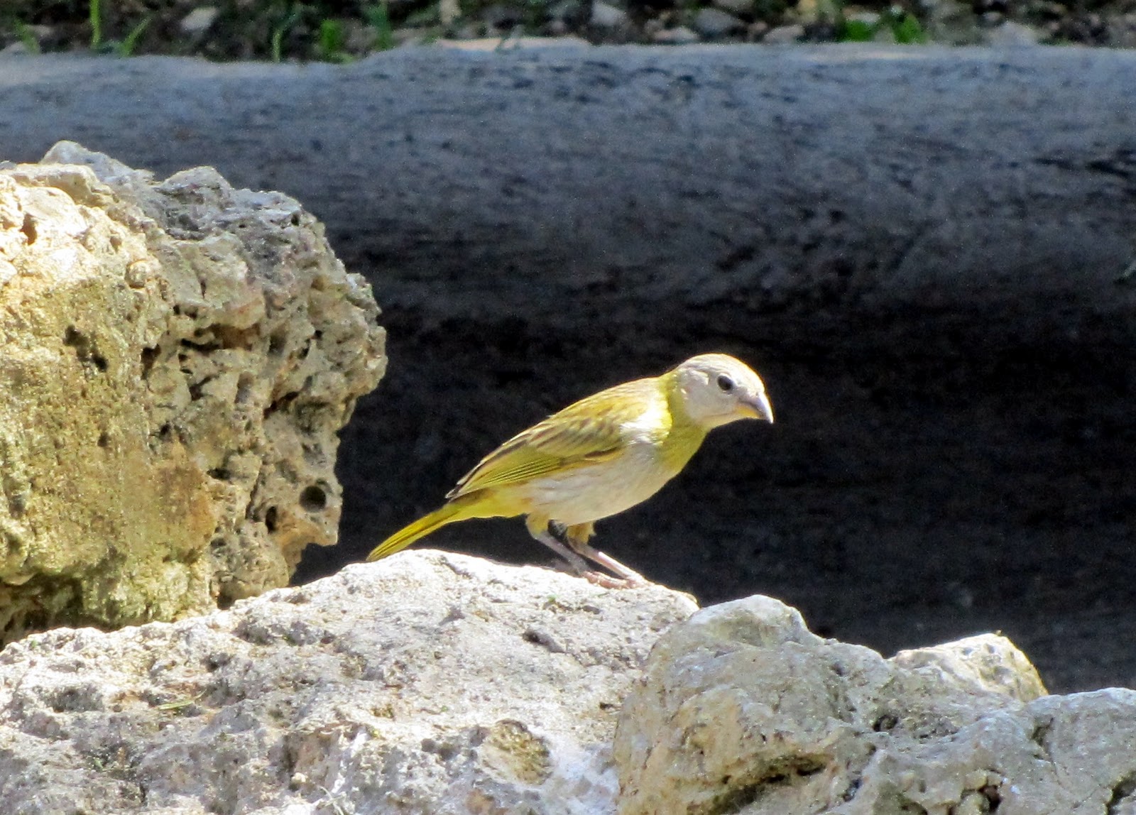 Hiking Curaçao - Flora and Fauna: Saffraan Vink - Saffron Finch