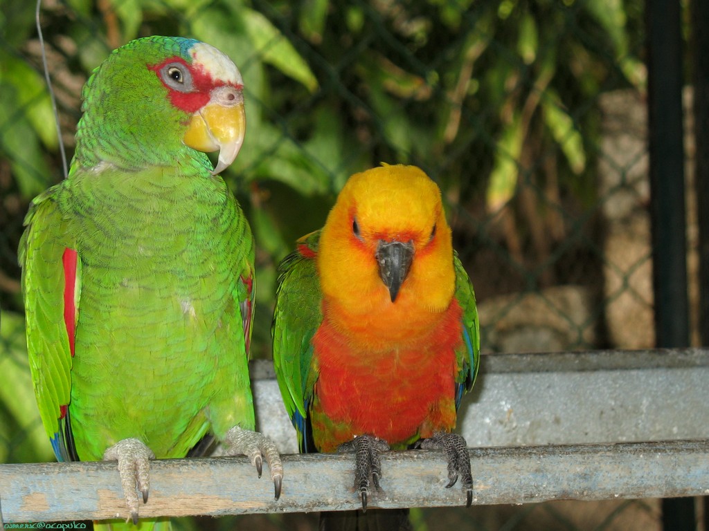 Kissh Missh: THE BEAUTIFUL COLOUR OF PARROTS