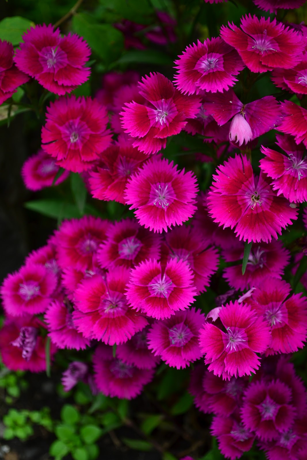 Jennelise: Summer Florals