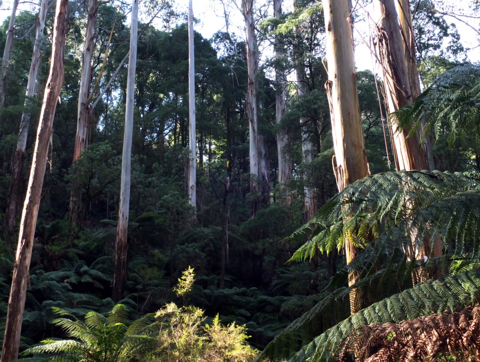 Friends of Drouin's Trees: ‘Gum Trees’ - Did You Know?