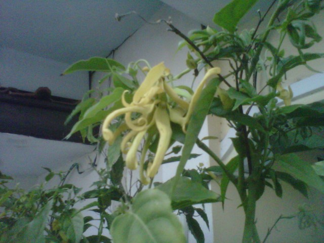 Gambar Bunga Kenanga Dan Pohon Bunga Kenanga