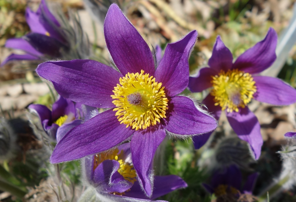 మధుర చిత్రాలు: Spring Blooms - 10 - Pasque flower