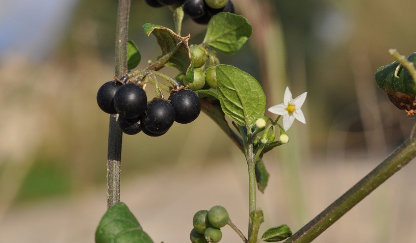 Maltese Nature: An edible yet deadly plant