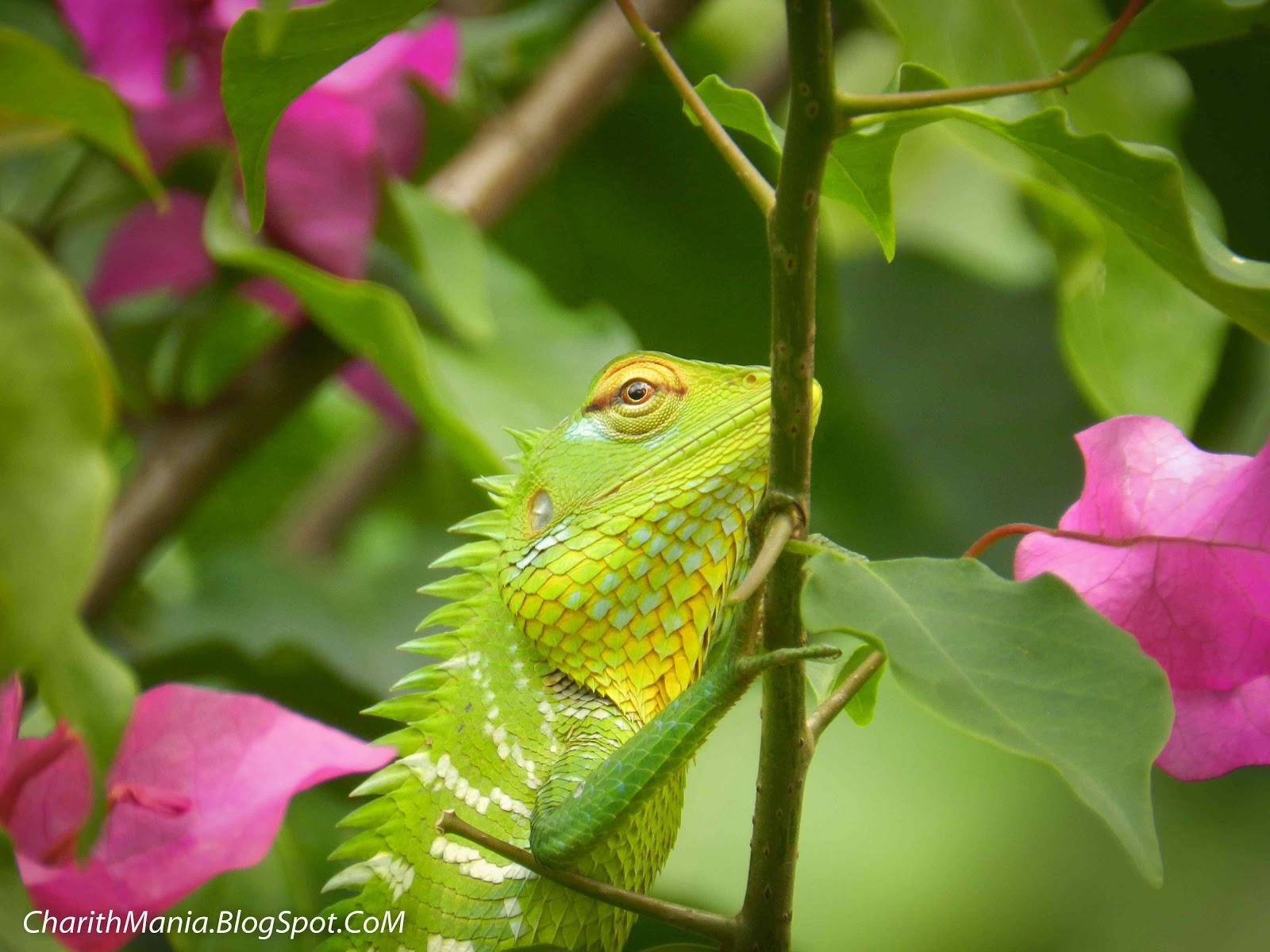 CharithMania: Garden Lizard ( Katussa ) Sri Lanka