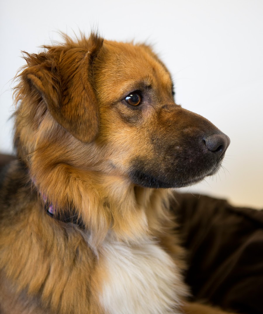 Shelter Dogs of Portland: "GINGER" (aka Penelope) pretty Aussie mix