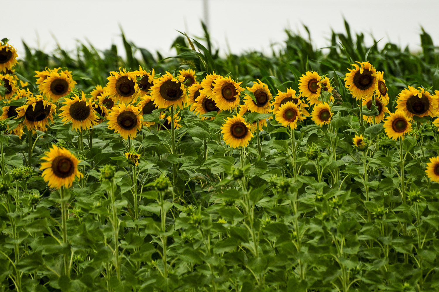 TWO CENTS ABOUT ROMANIA: Floarea soarelui