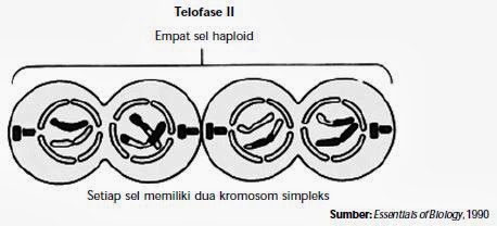 Penjelasan Tentang Pembelahan Meiosis | Biologi Indonesia