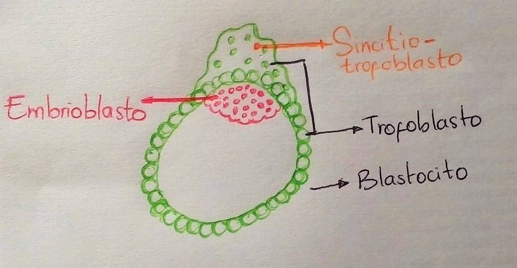 EMBRIOLOGIA : 03/04/17