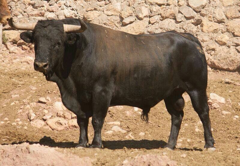 Tus Festejos Taurinos.: Presentacion de los toros para Quart de les ...