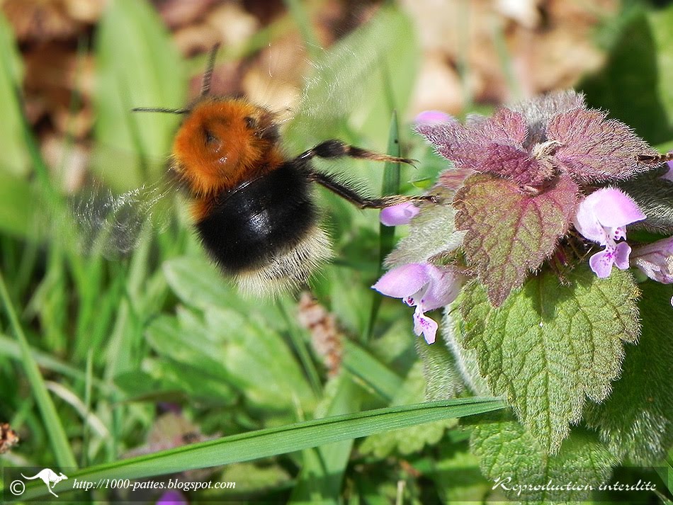WILDLIFE GATEWAY: Le Bourdon hypnorum