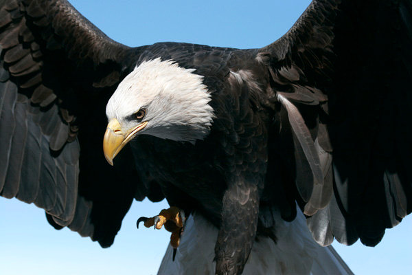 White Wolf : Eagle Medicine: What Eagle Can Teach Us