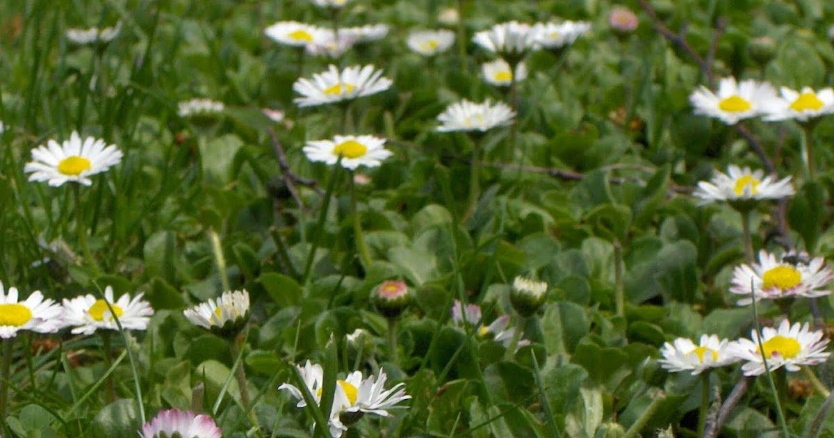 Karen`s Nature Photography: Small Daisy Flowers in Lawn.