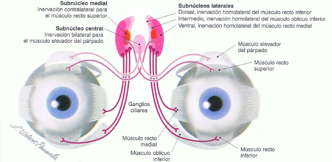 Neuroaprende : Par craneal III - Nervio Oculomotor