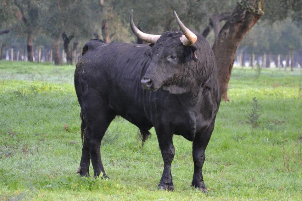 Ceret 2013 enseña sus cartas - ... el Toro de la Jota