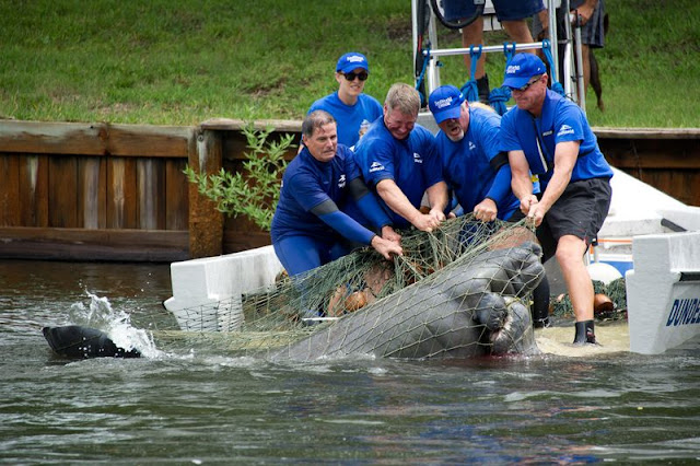 White Wolf : Rescued Manatee Gives Birth To Healthy Calf (Video)