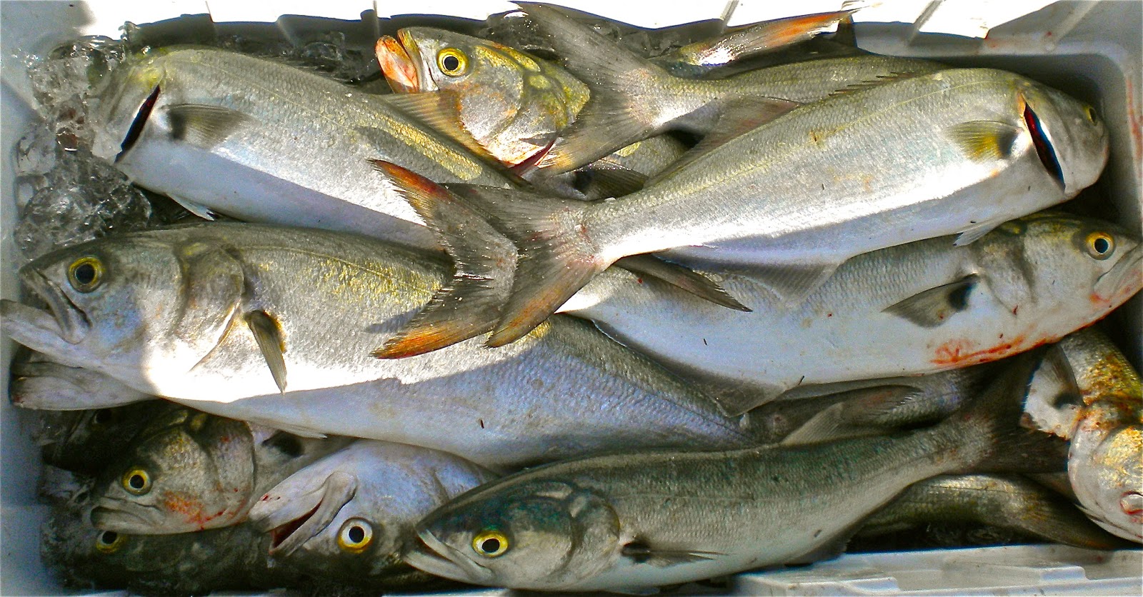 On Foot Angler: From Henry @ Snook-Nook - Jensen Beach