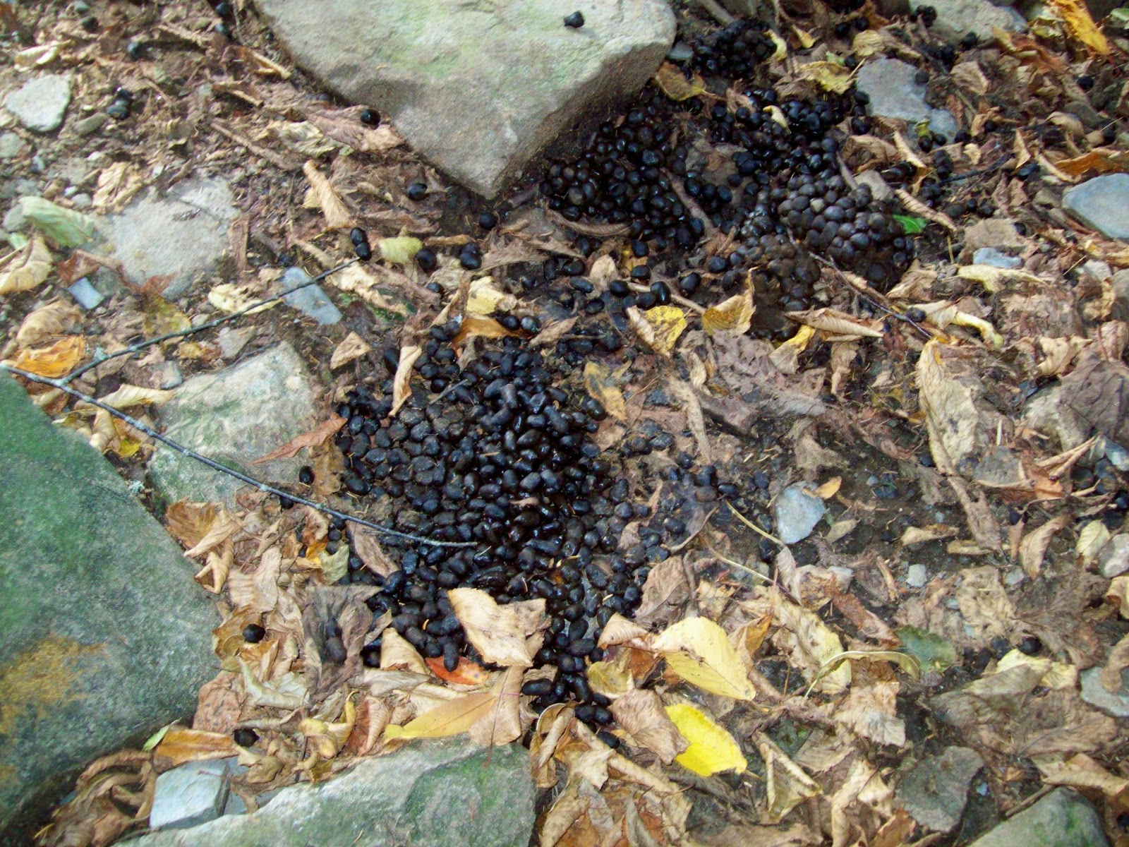 900 miles: Trillium Gap Trail