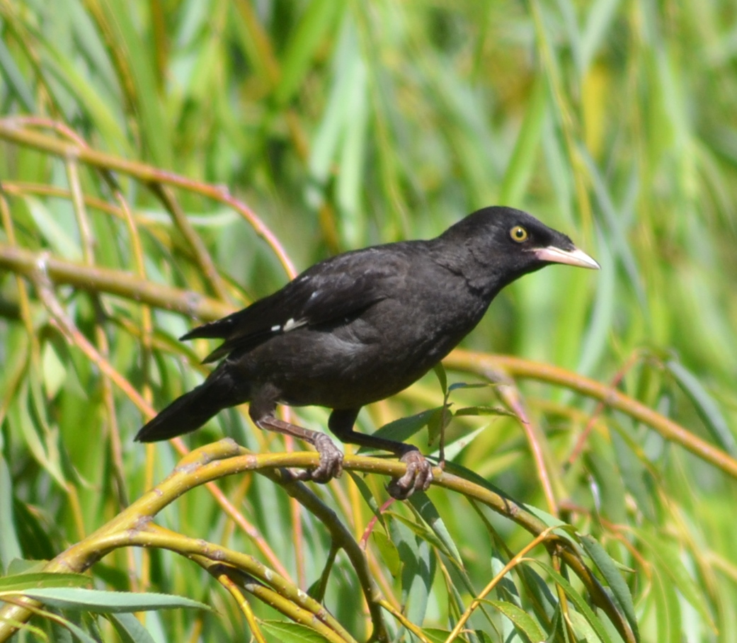 Imagens da vida animal: Mainá-de-crista (Acridotheres cristatellus)