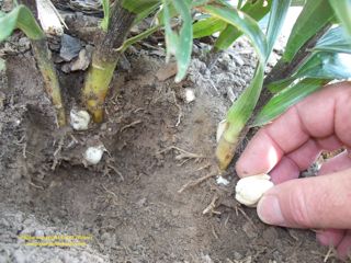 GardenerScott: How to Propagate Lilies