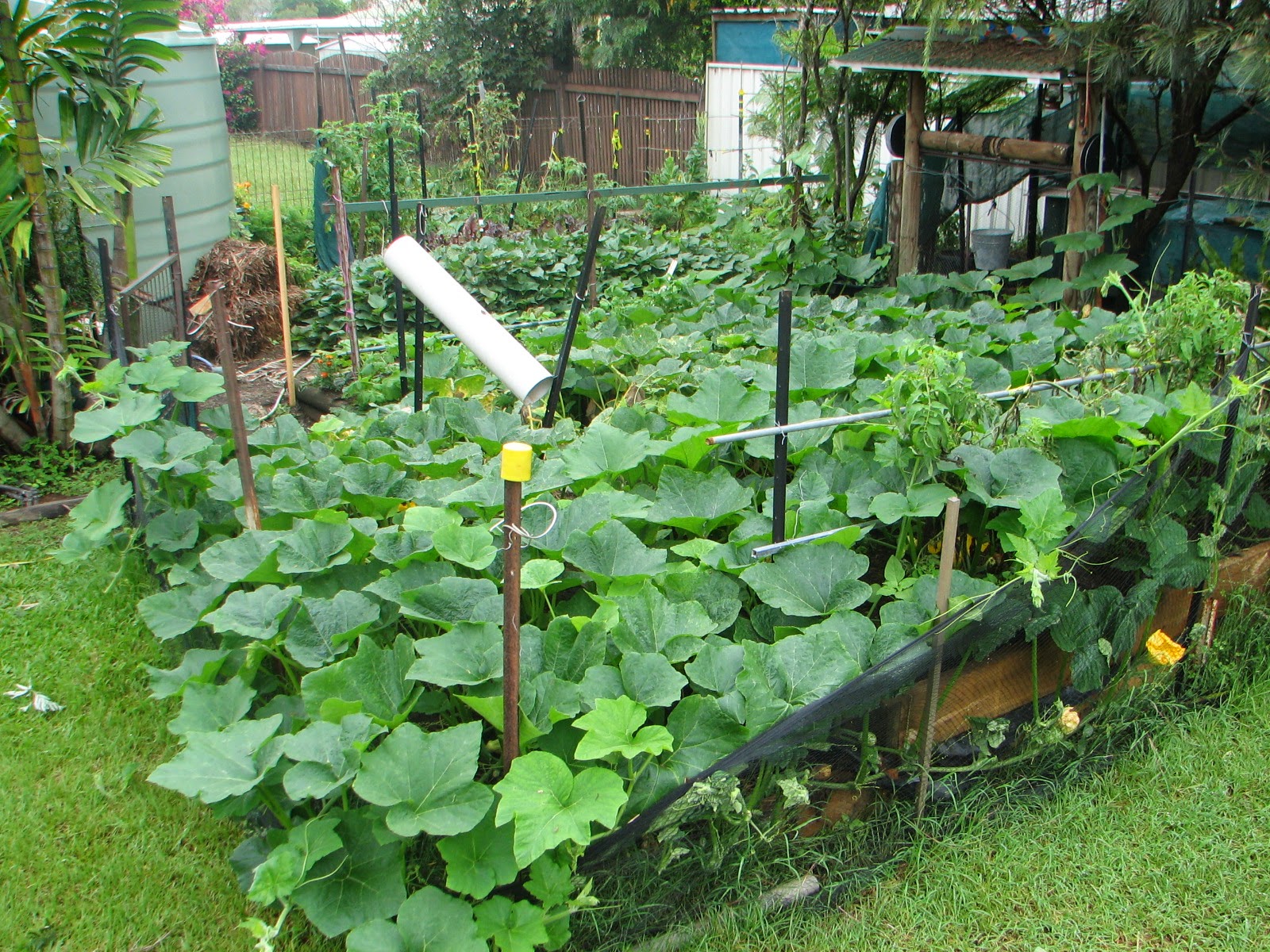 Choosing the Size of Your Veggie Garden | From Home Wealth