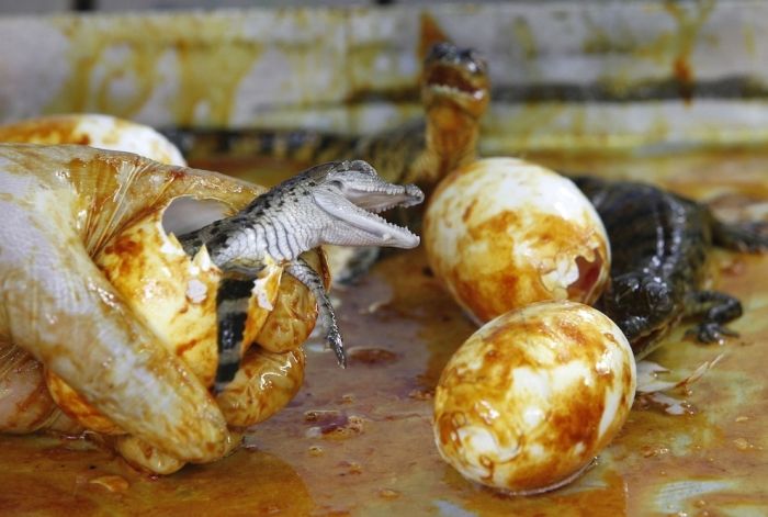 Baby crocodile hatching from eggs (5 pics) | Amazing Creatures