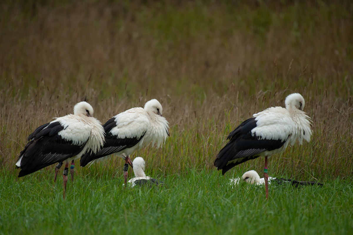 Stefan Pettersson Foto: Storkar...