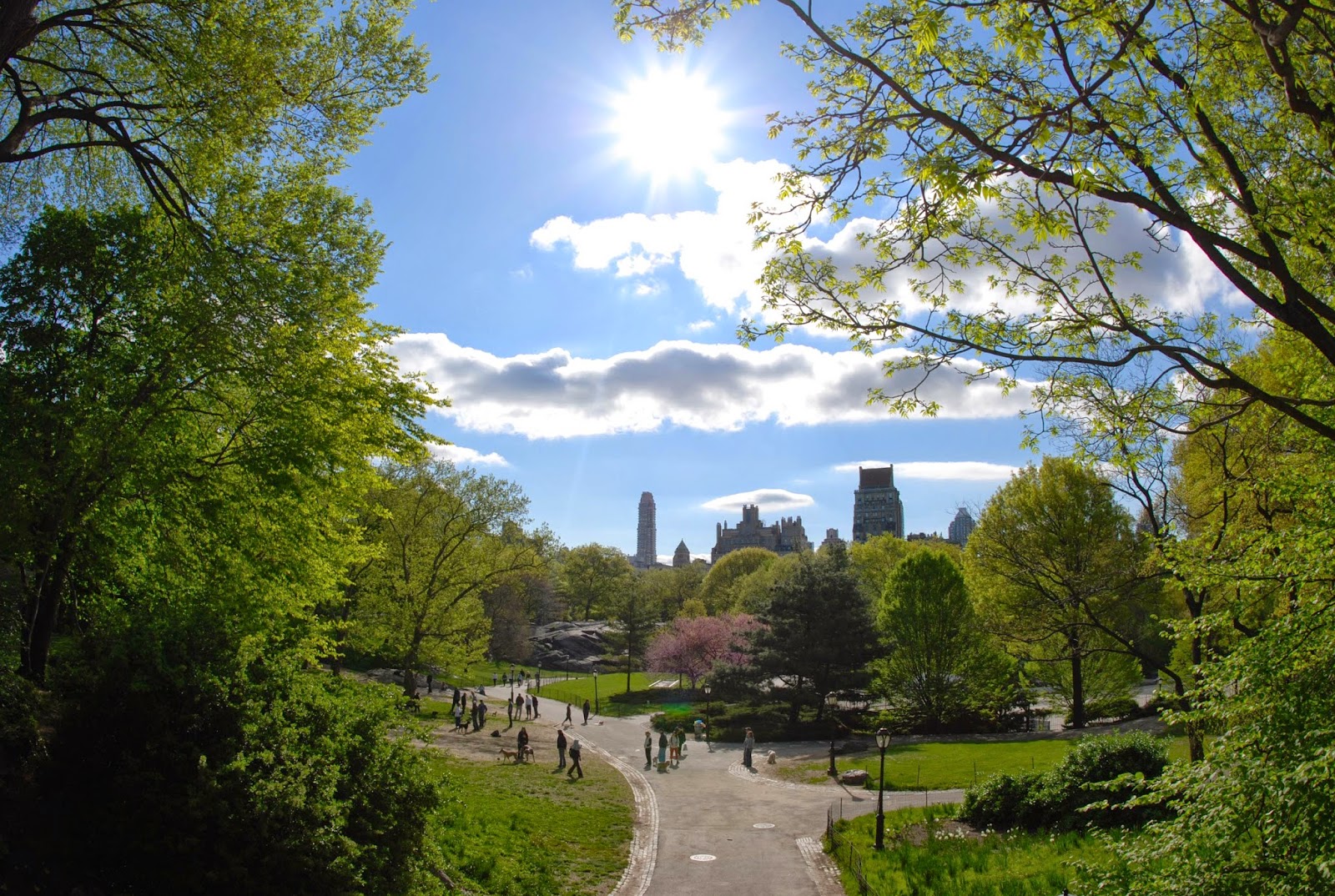 Nice park summer for you | Pic Gallery