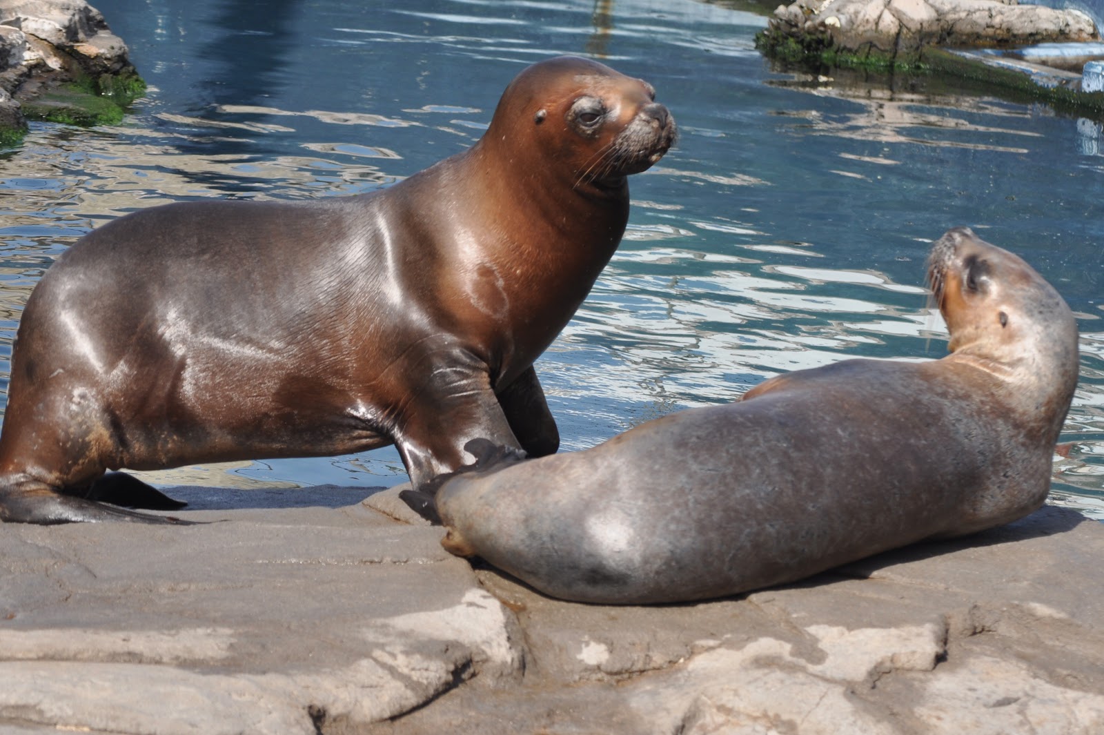 ZOOTOGRAFIANDO (6.100 ANIMALS): LEÓN MARINO DE LA PATAGONIA / SOUTH ...