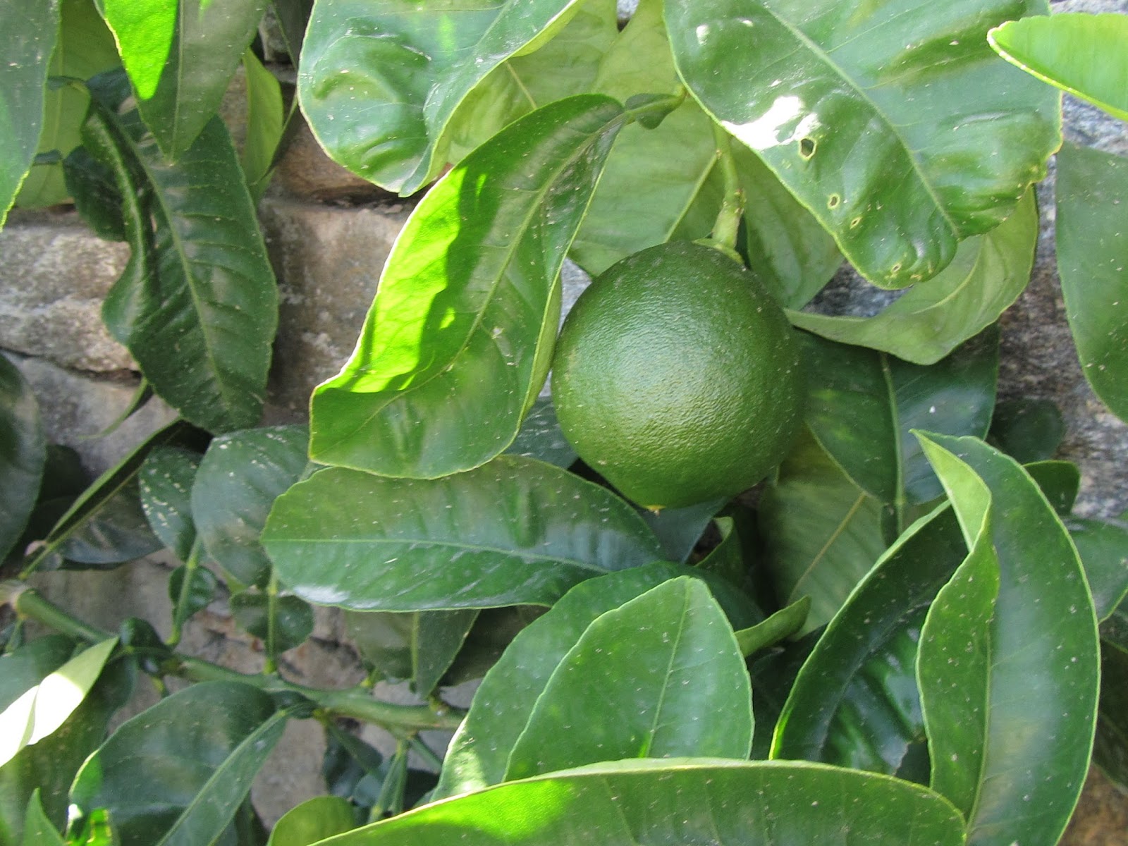 Come Coltivare il Pomelo (Citrus maxima)? Dove Può Crescere? Che frutto ...