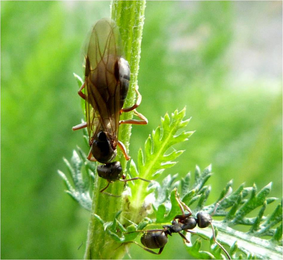 Insects of Scotland: Bees/Wasps/Ichneumons/Sawflies/Ants