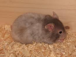 AMAZIN'SYRIAN: ALL TYPES OF SYRIAN HAMSTERS